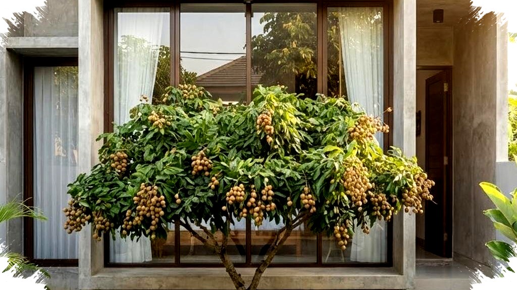 7 Rekomendasi Pupuk Alami untuk Pohon Kelengkeng agar Berbuah Lebat dan ...