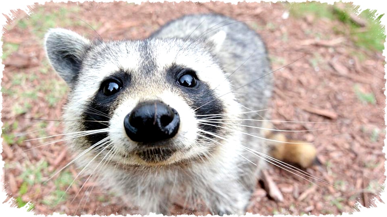 Ubuntu 26.04 Ungkap Wallpaper Resolute Raccoon, Simbol Tekad dan ...