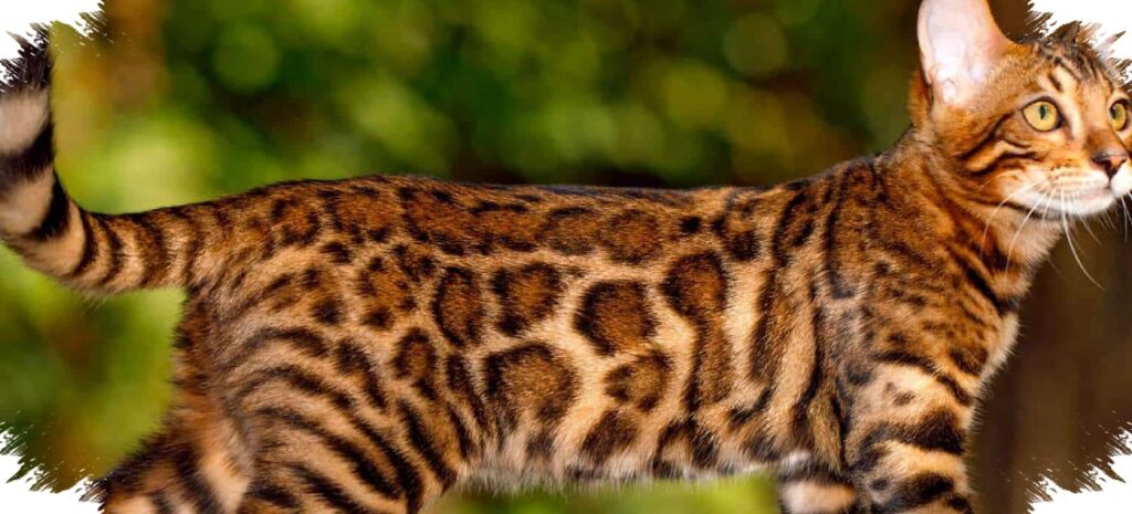 Harga Kucing Bengal di Indonesia Bisa Menembus Ratusan Juta, Ini Rentangnya