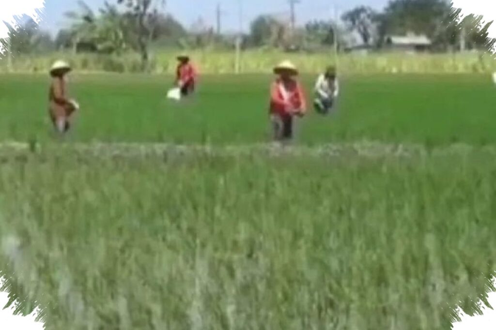 Ngawi Bidik 169 Ribu Hektare Panen Padi 2026, Lahan Kecil Digeber Lewat ...