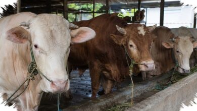 Harga Sapi Kurban 2026 Mulai Bergerak Naik, Selisih Jenis dan Bobotnya ...