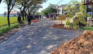 Sindir Gubernur Jateng, Warga Blora Tanam Pohon Pisang di Jalan Rusak Parah