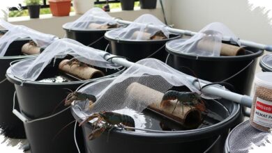 9 Ternak di Ember yang Hemat Air dan Pakan, Solusi Cerdas Saat Lahan ...