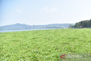 Waduk Darma Terdesak Eceng Gondok, Kuningan Siapkan Gerak Cepat Bersama ...