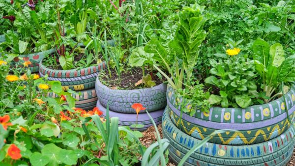 Ember Retak Jangan Dibuang, 6 Cara Murah Menyulapnya Jadi Kebun Sayur ...