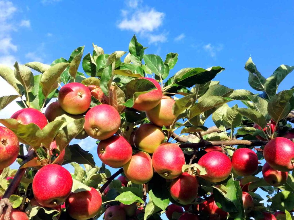 7 Pohon Buah Berakar Kuat, Pilihan Lebih Aman untuk Pekarangan di ...