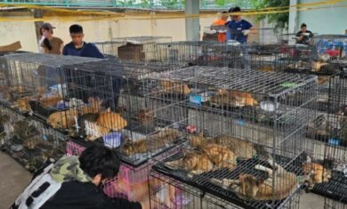 Sindikat Daging Kucing Digulung, Ratusan Anabul Diselamatkan dari ...