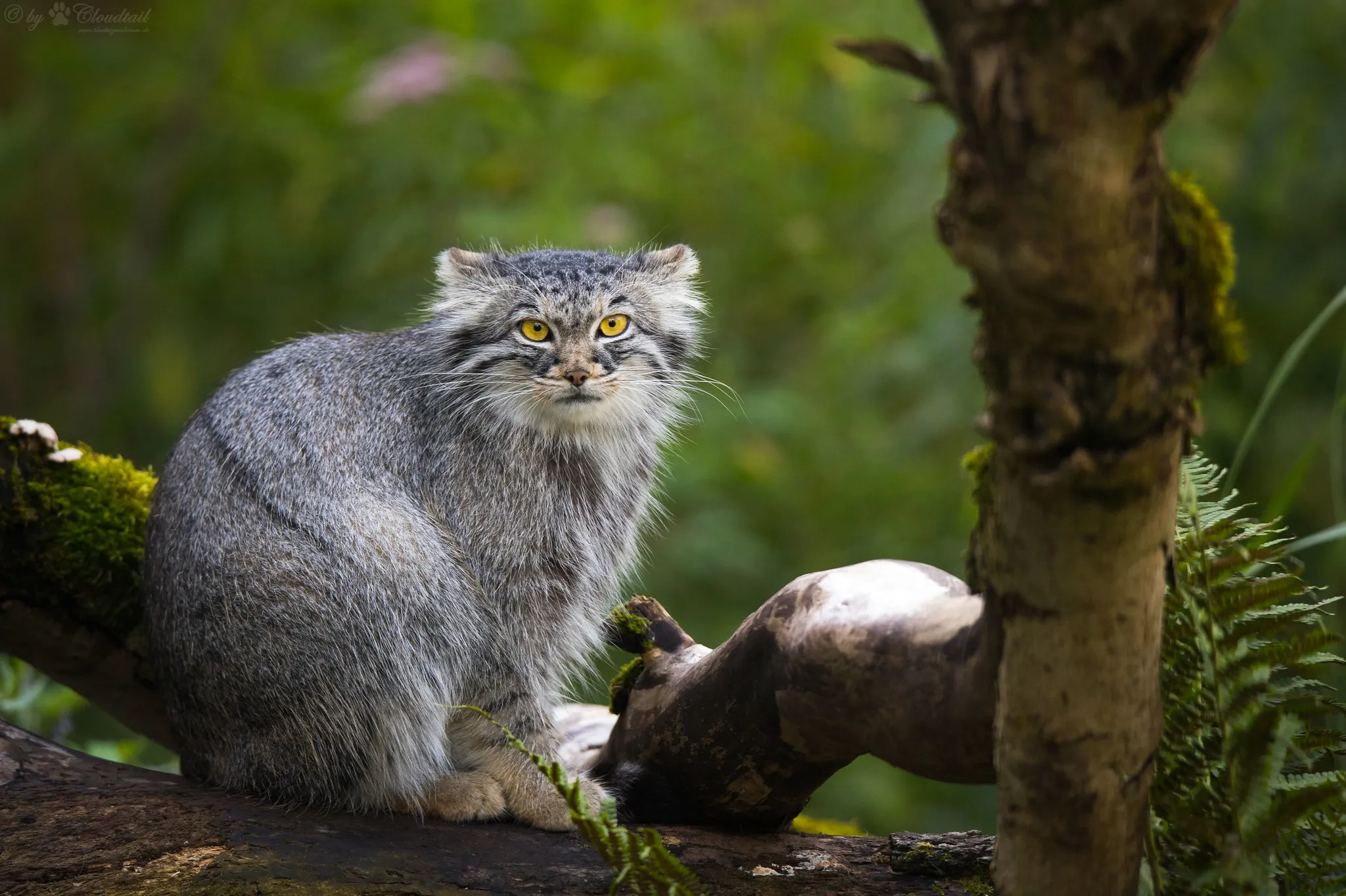 7 Fakta Kucing Hutan, Dari Gonggongan Mirip Anjing Hingga Jago Berenang