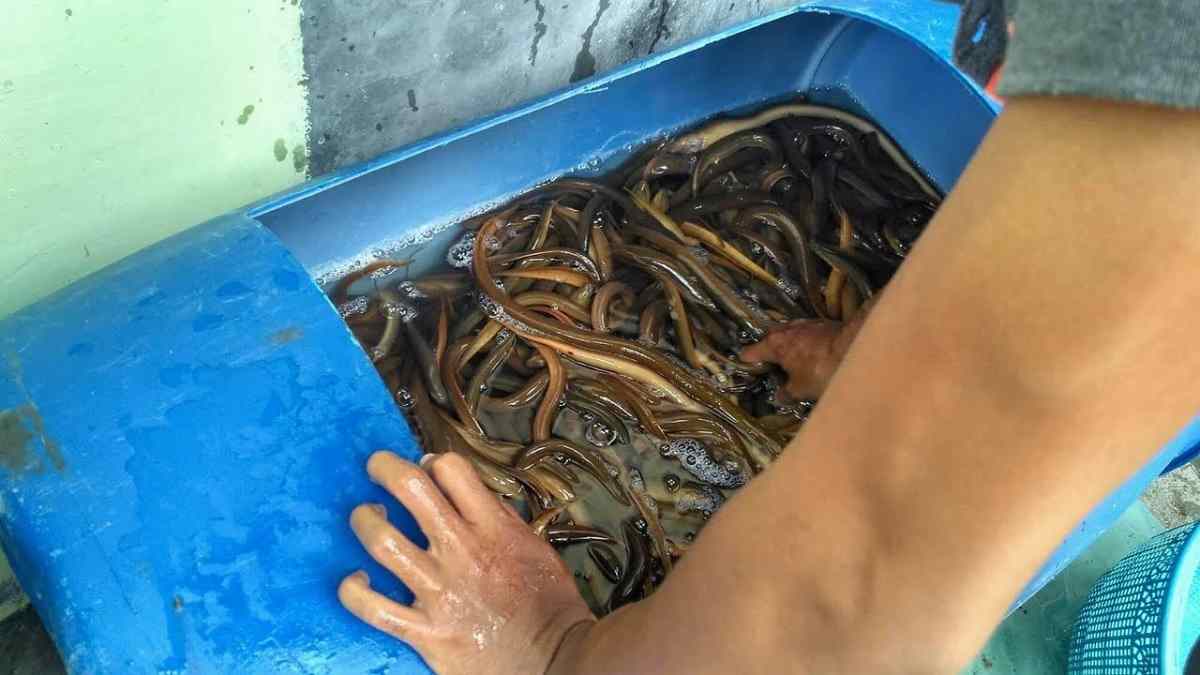 Ternak Belut Tanpa Lumpur di Drum Bekas, Modal Ringan dan Peluang ...